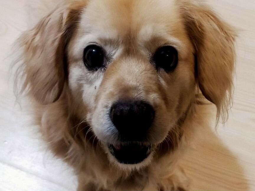 Ретривер мини лабрадор (помесь)