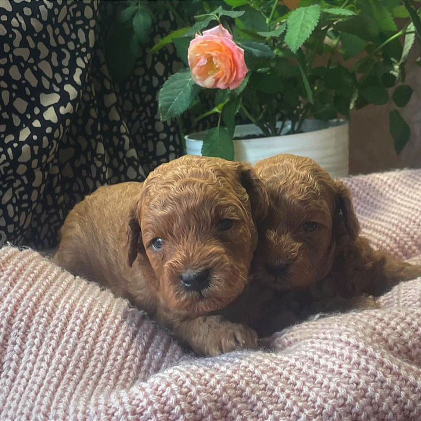 Мини пудель