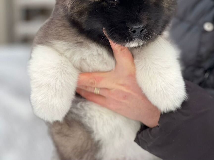 Американская акита