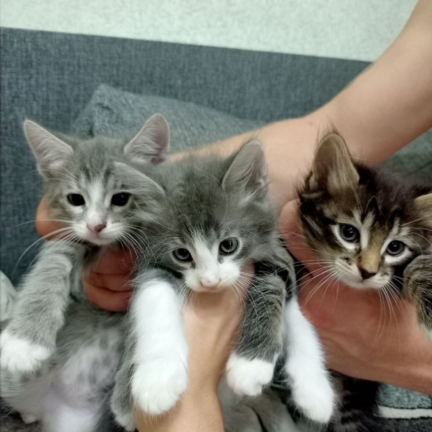 Котята в добрые руки