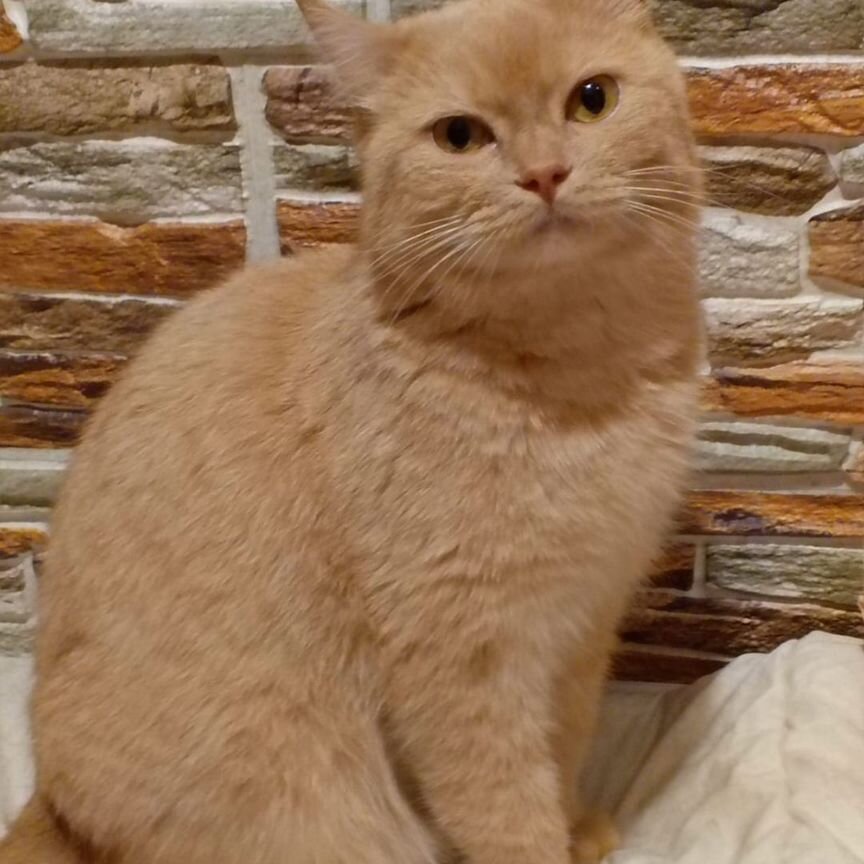 Бонифаций ищет дом