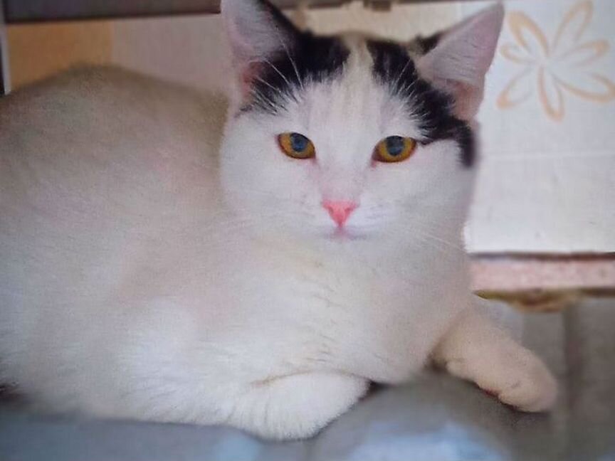 Кошечка из приюта ищет дом