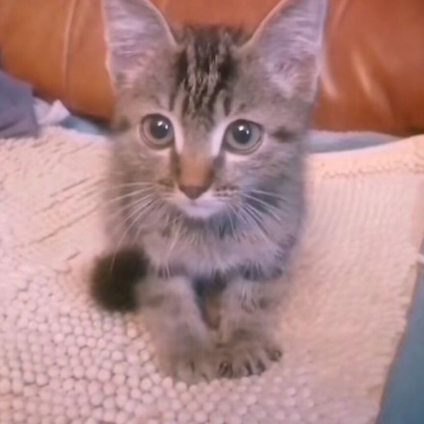 Котик 1 мес