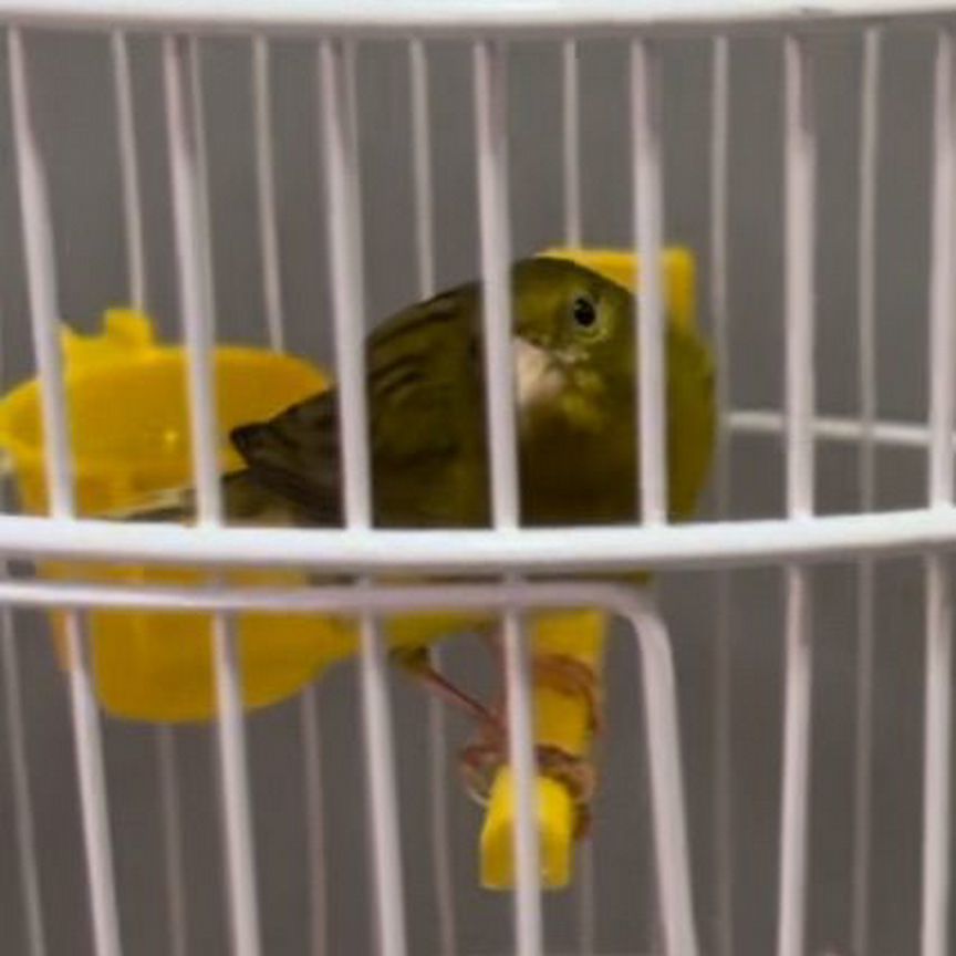 Конорейка бронь