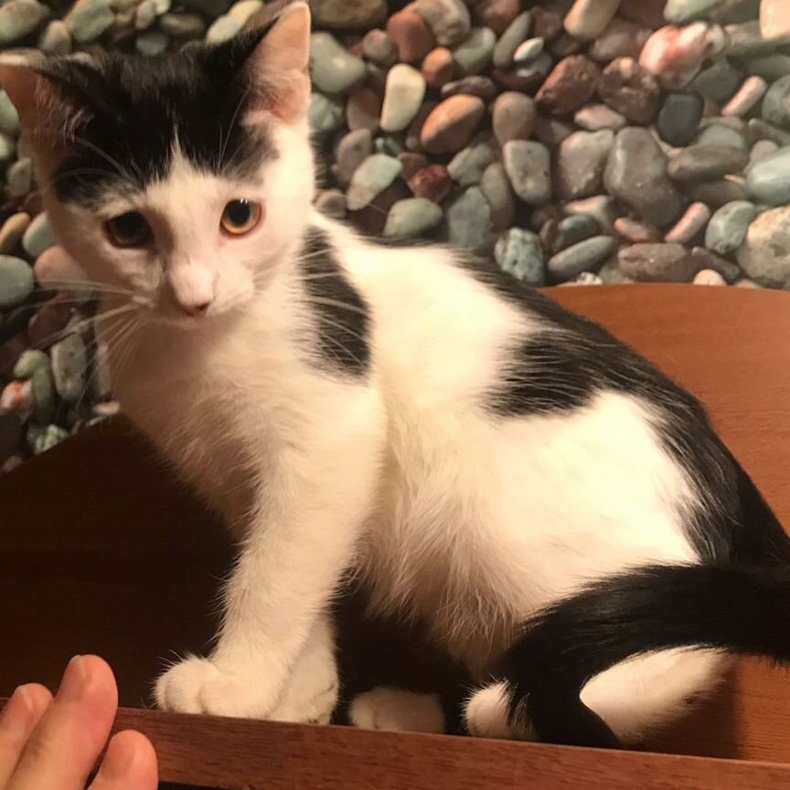 Котенка подкинули к подъезду