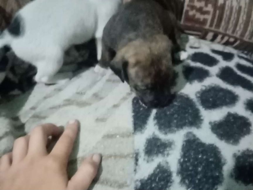 Щенки стаффа