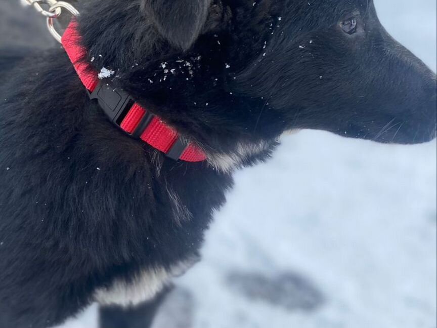 Стерильная девочка - квартирная собака