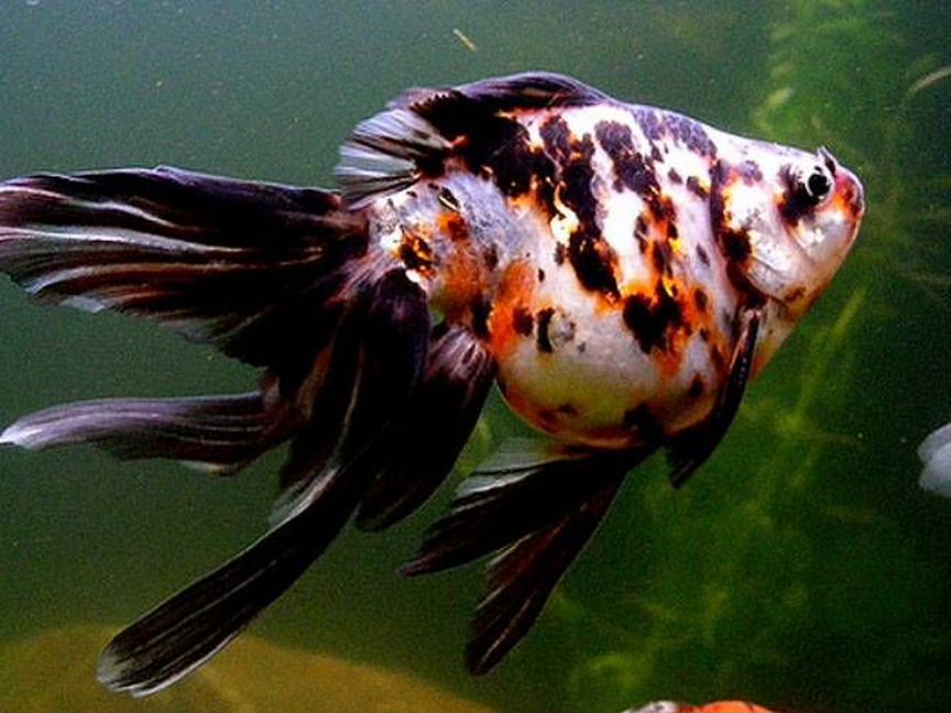 Вуалехвост ситцевый, аквариумные рыбки и растения