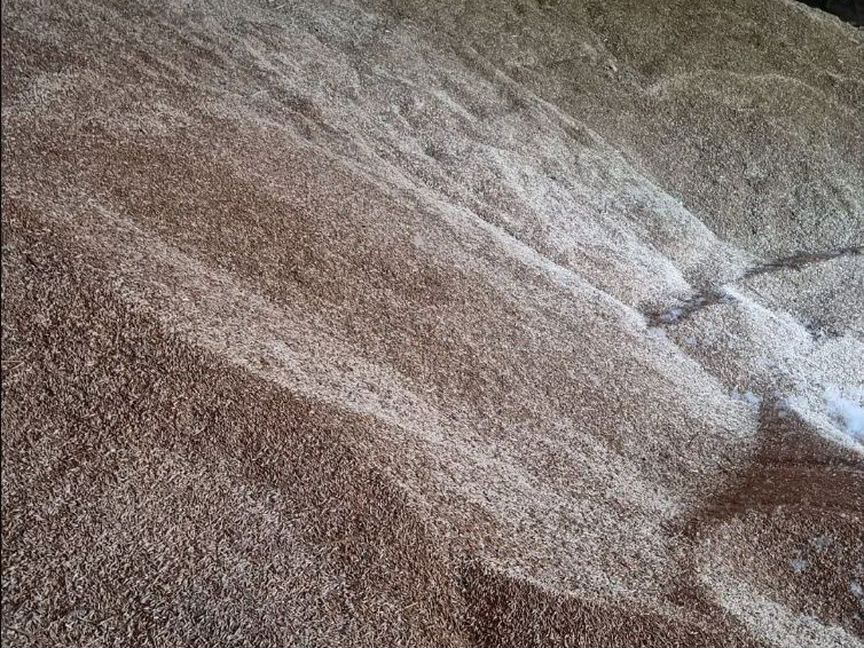 Просо, Фуражный овёс корма