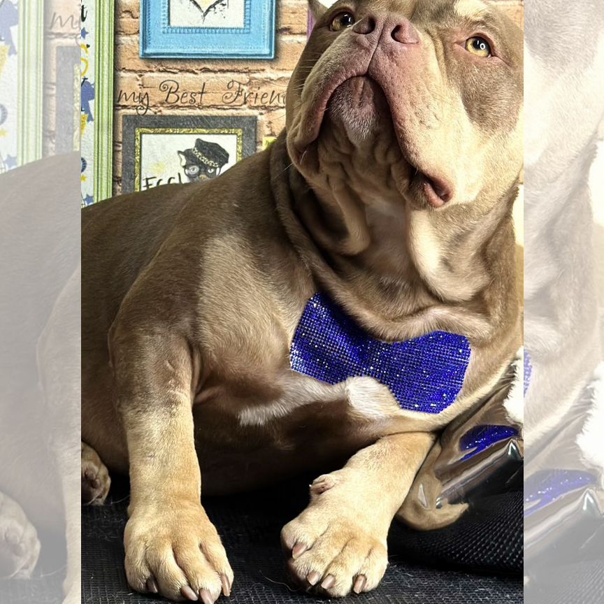 Шикарный ам булли вязка