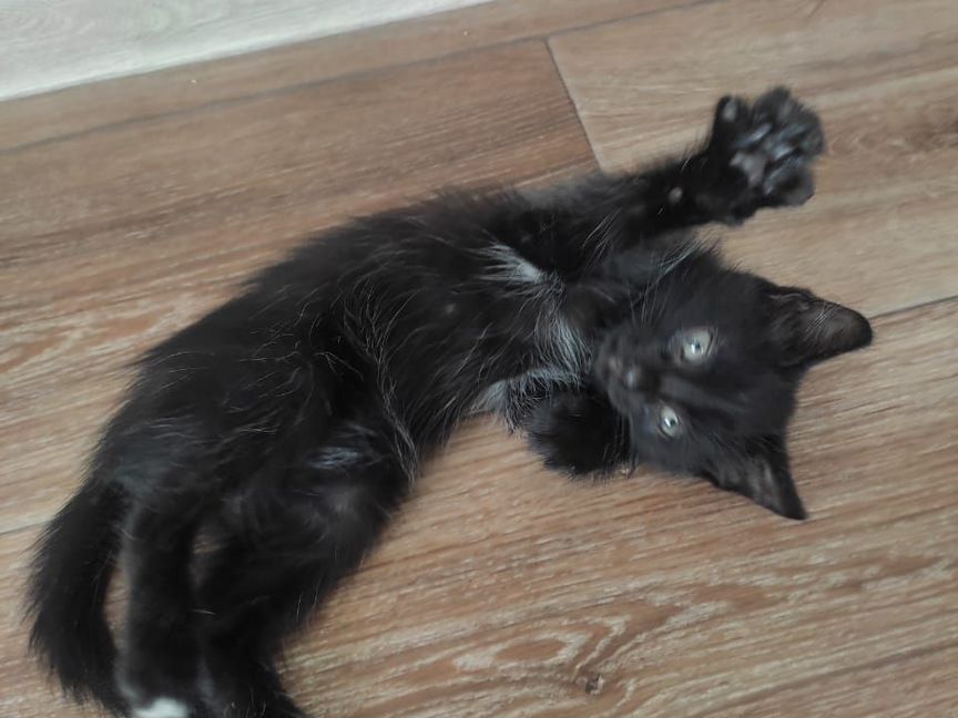 Котята в дар бесплатно