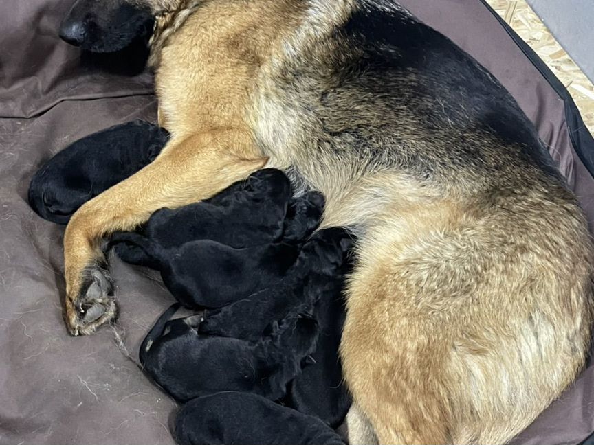 Щенки немецкой овчарки