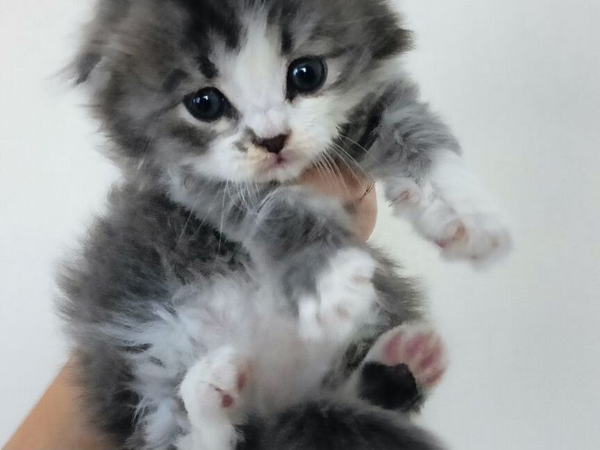 Котенок хайленд фолд