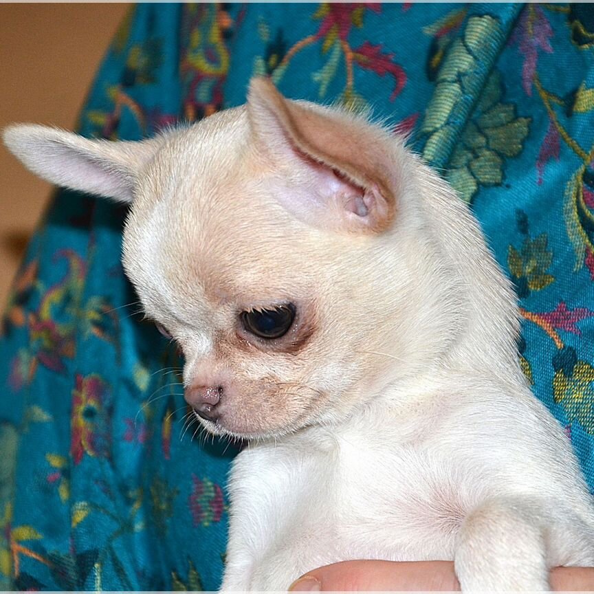 Чихуахуа, щенок