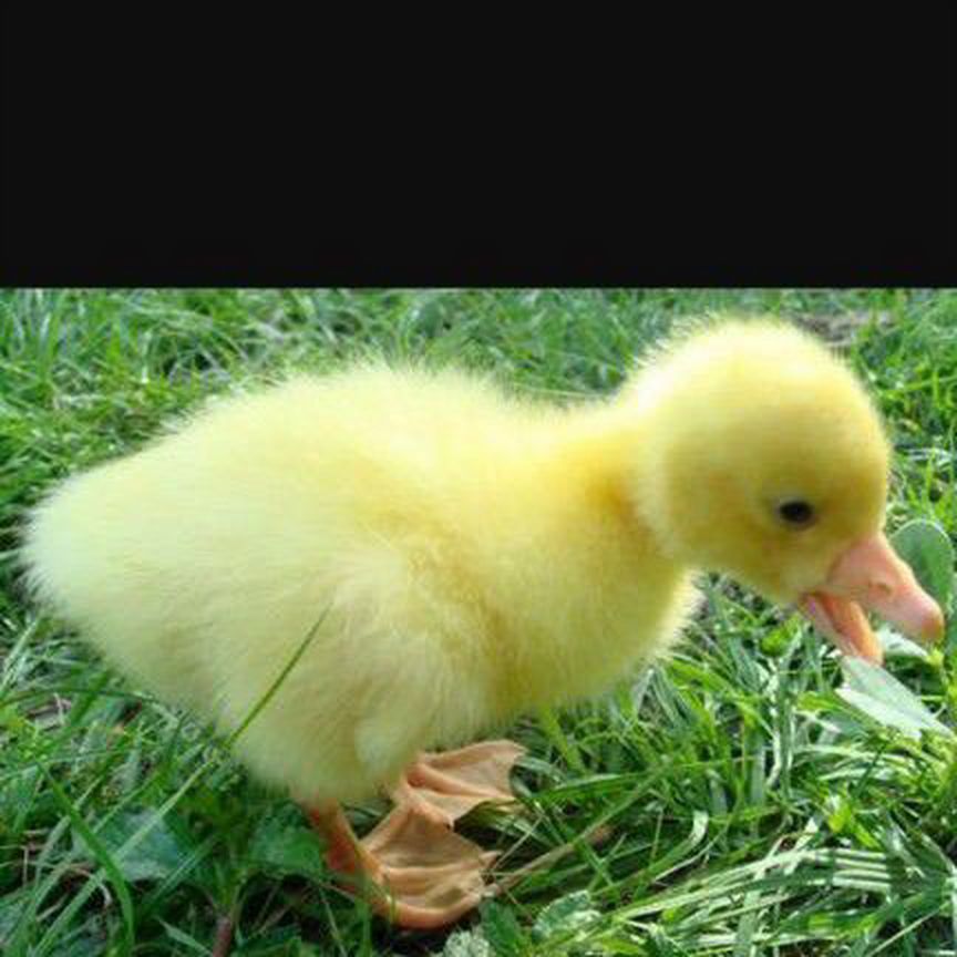 Гусята линда