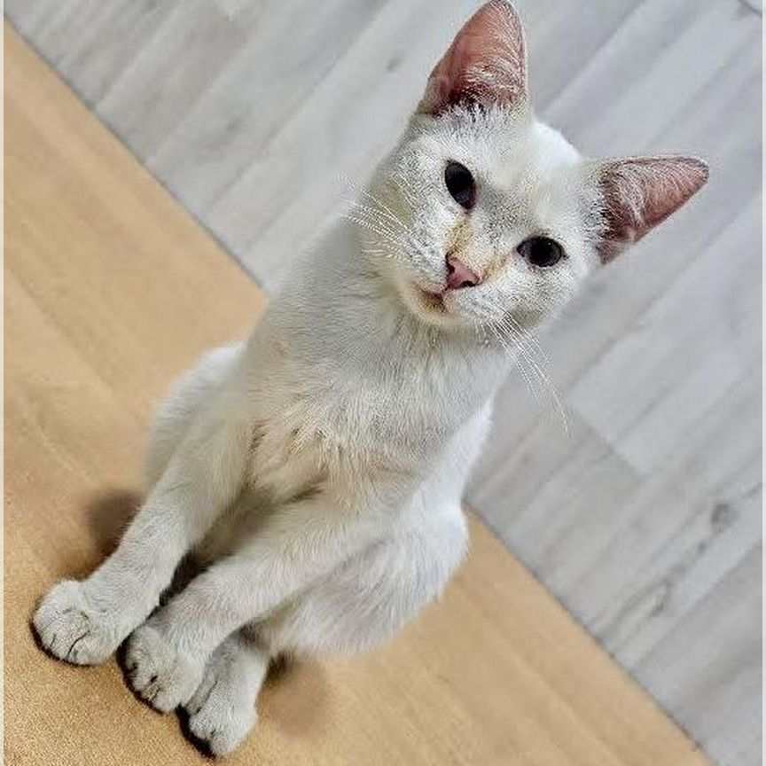 Сноу-Шу котёнок