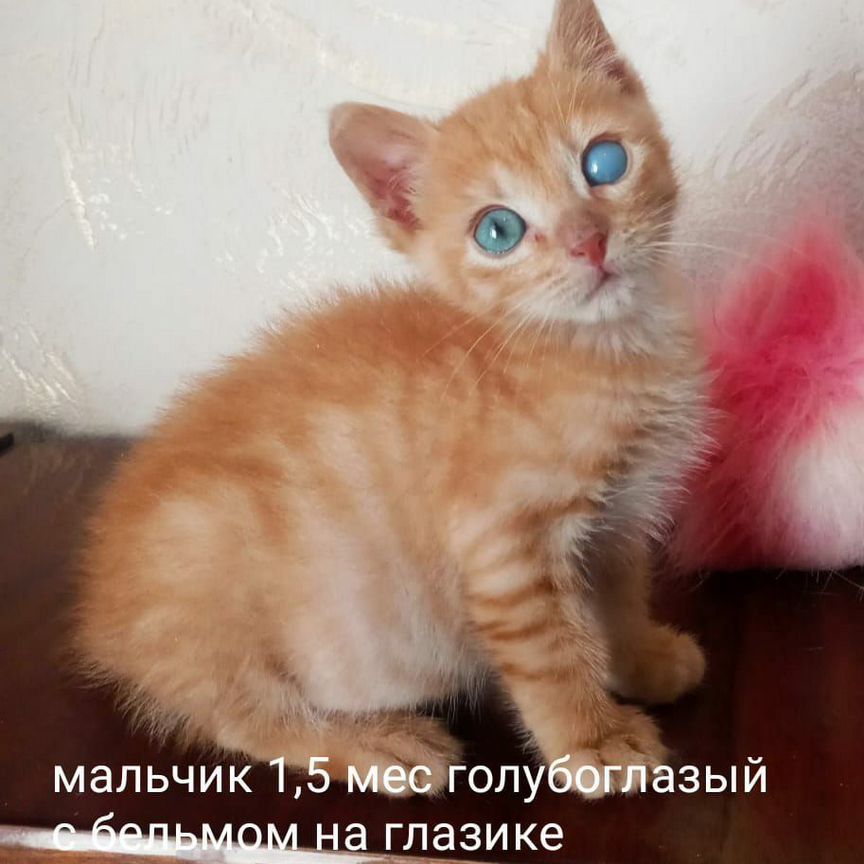 Фунтик голубоглазый 1,5 месяца в беде