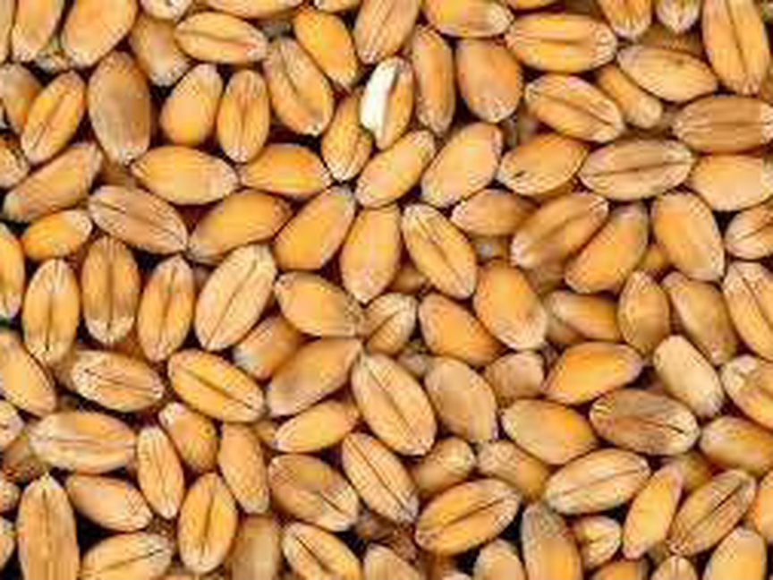 Ячмень, пшеница, овёс