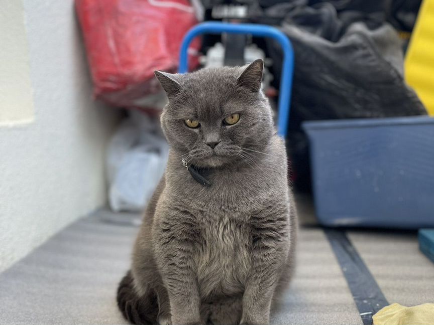 Кот британец