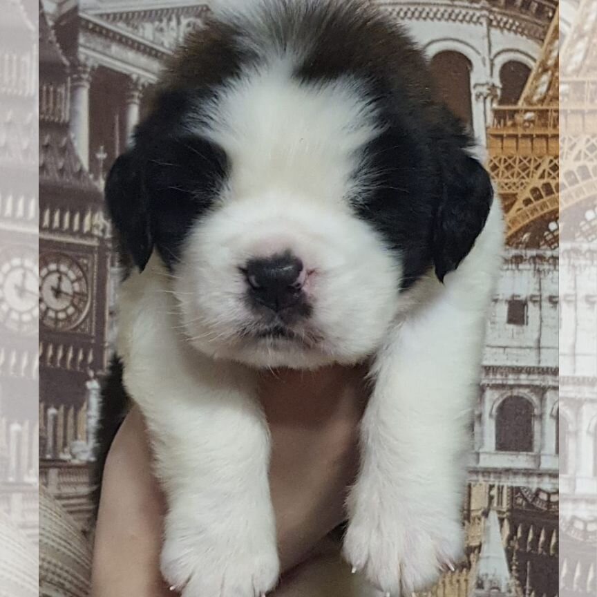 Сенбернарики длинношерстные