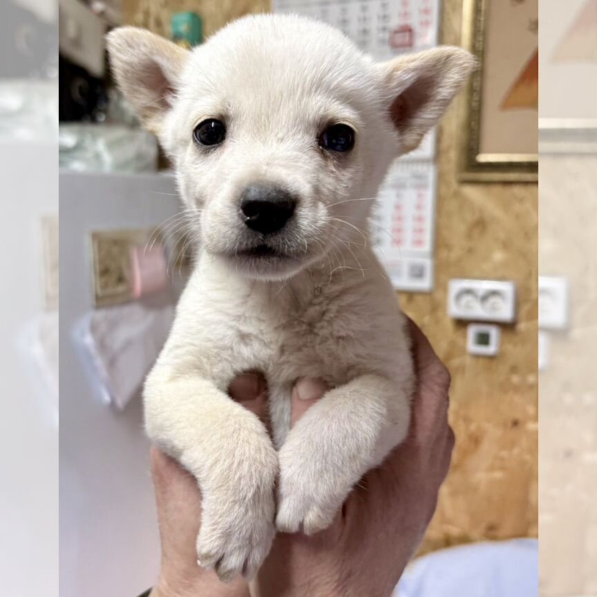 Волкособ, щенок