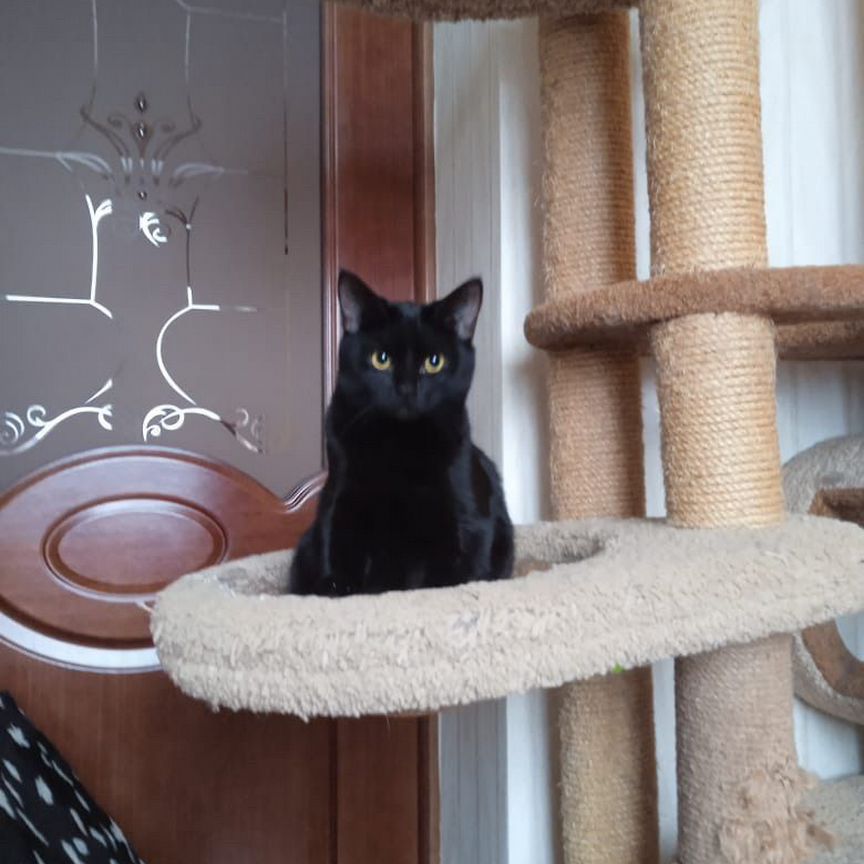 Кошка