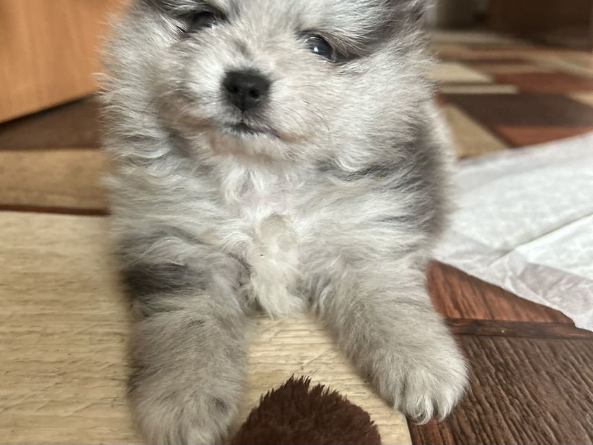 Померанский шпиц мини