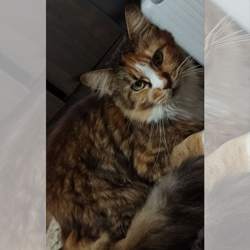 Продам Мейн-куна