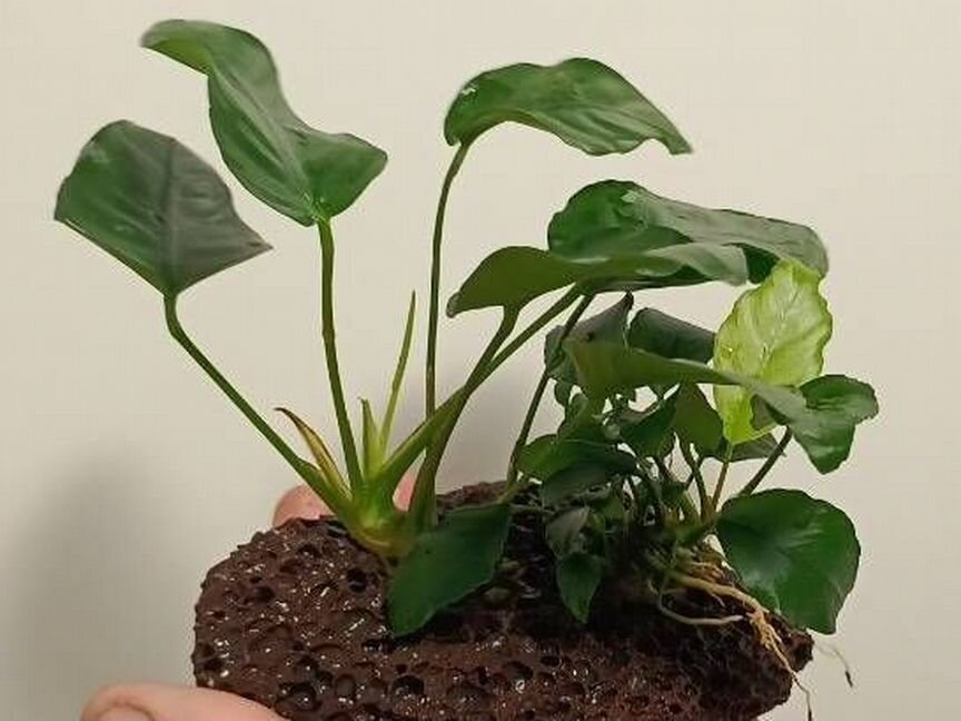 Анубиас бартера нана + анубиас нана Морщиностолист