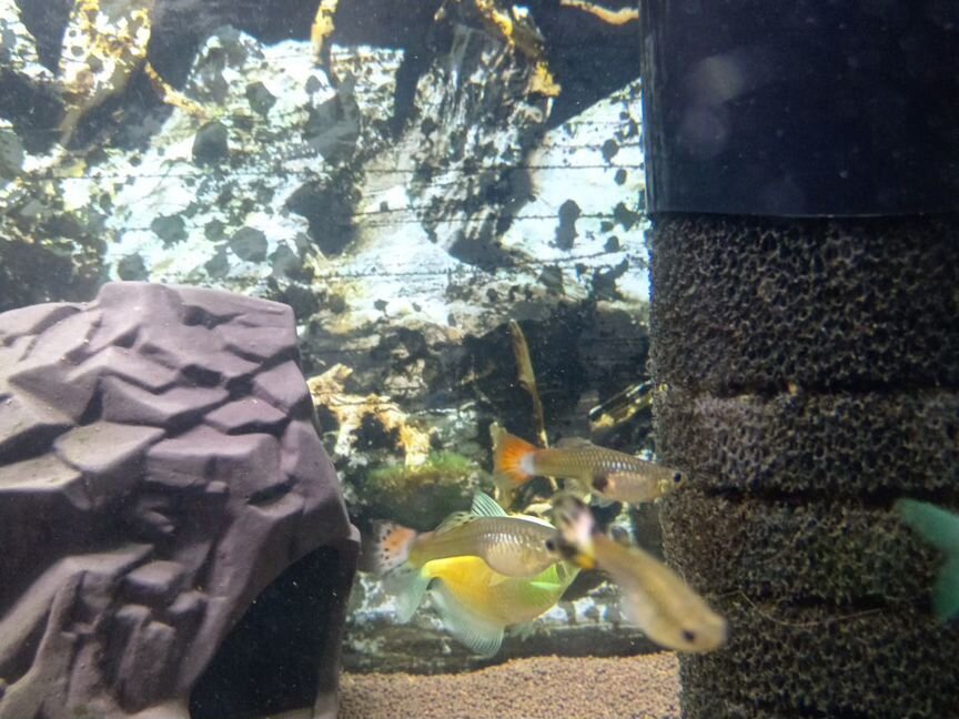 Гуппи в добрые руки