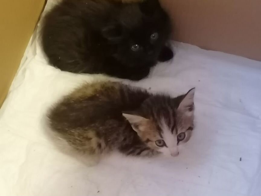 Котята