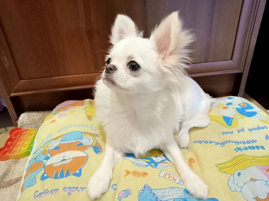 Вязка кобель чихуахуа