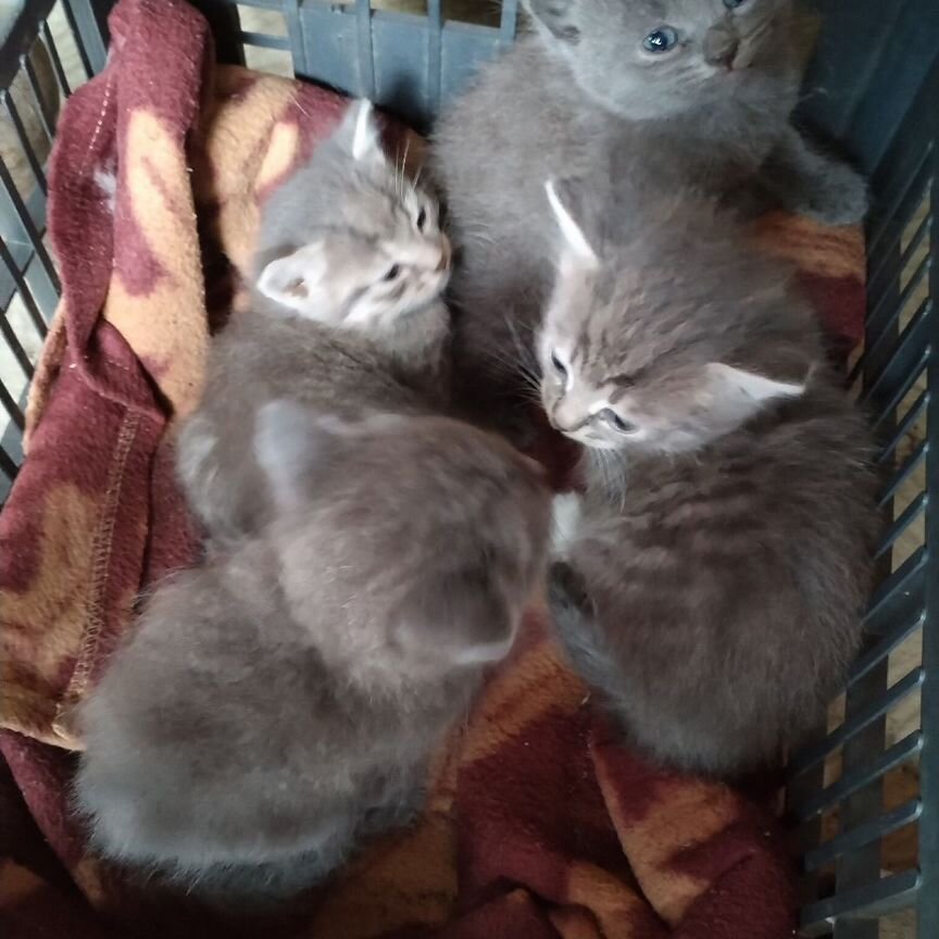 Шотландская прямоухая котята