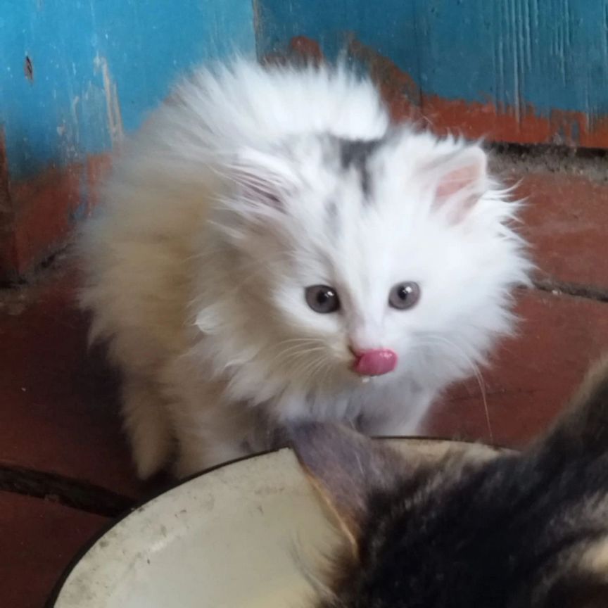 Котятки-сиротки ищут дом