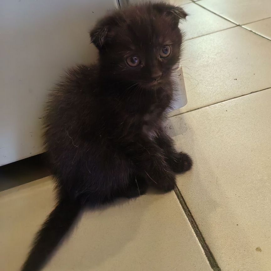 Шотландский вислоухий короткошёрстный котёнок