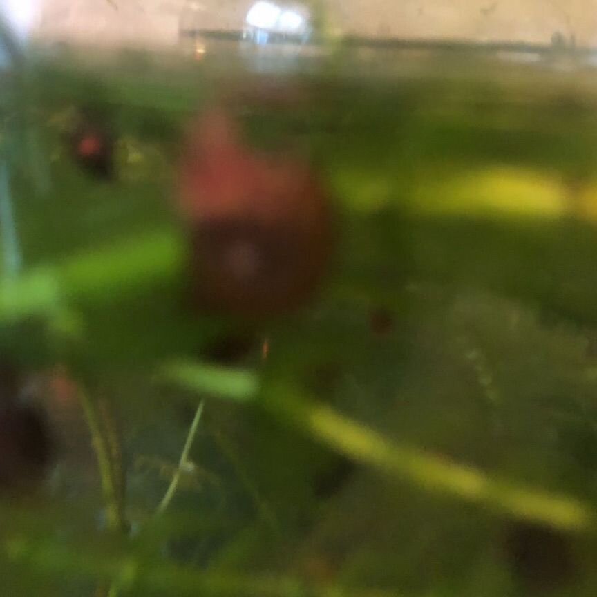 Улитки катушки бесплатно