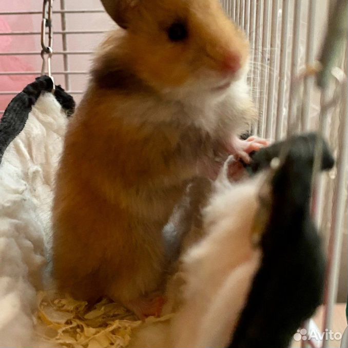 Ваш счастливый сирийский хомячок