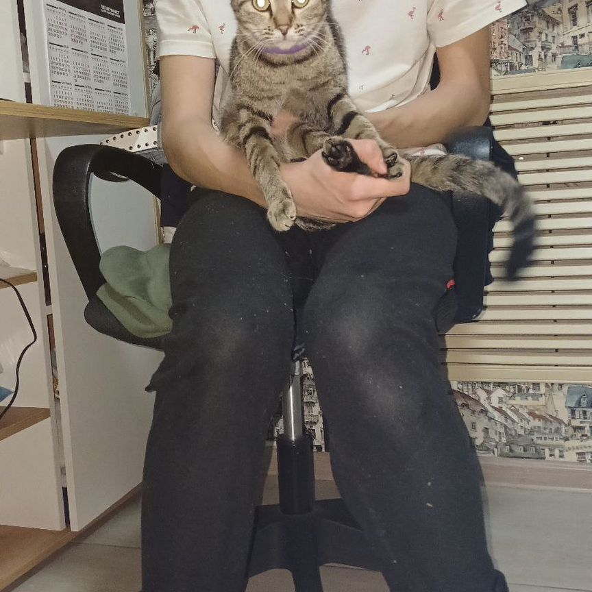 Котёнок в добрые руки