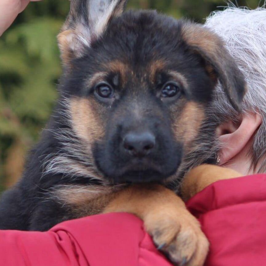 Немецкая овчарка, щенок