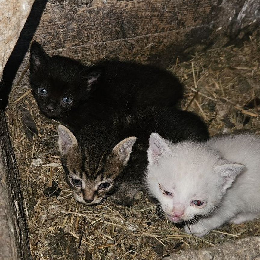 Котята в добрые руки