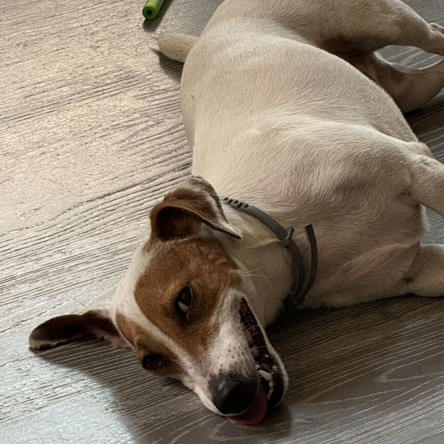 Кобель джек рассел