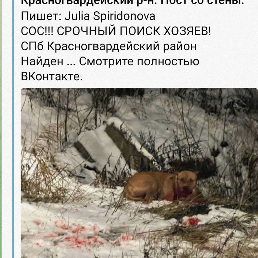 Ранена собака пит или стаф