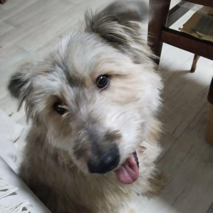 Песику Анри нужен дом или передержка