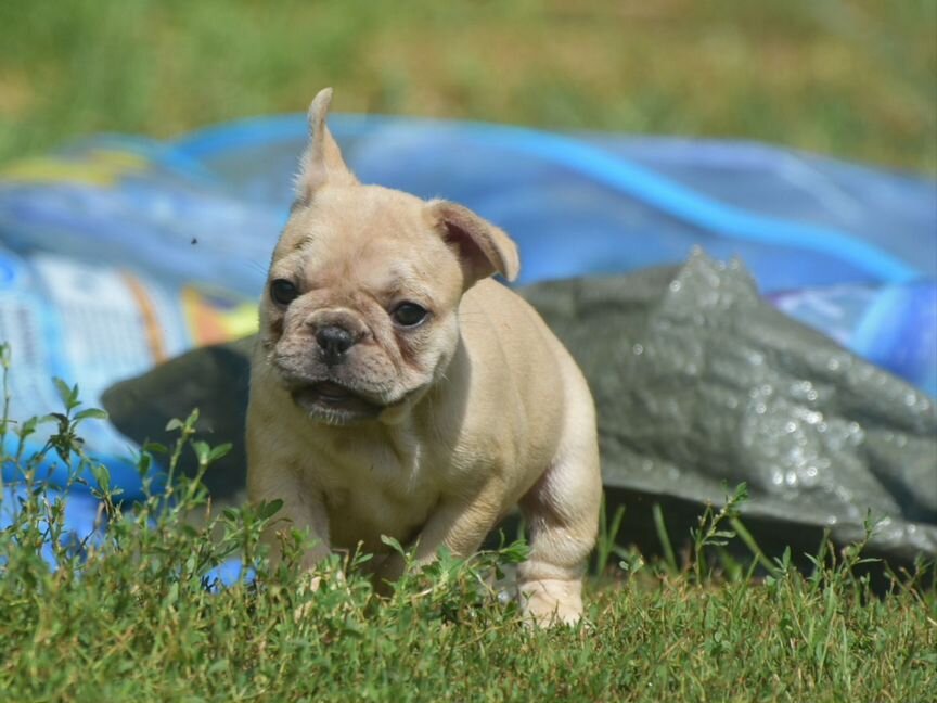 Интересная мадмуазель