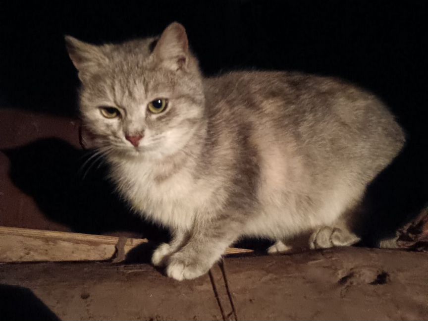 Котята ищут дом