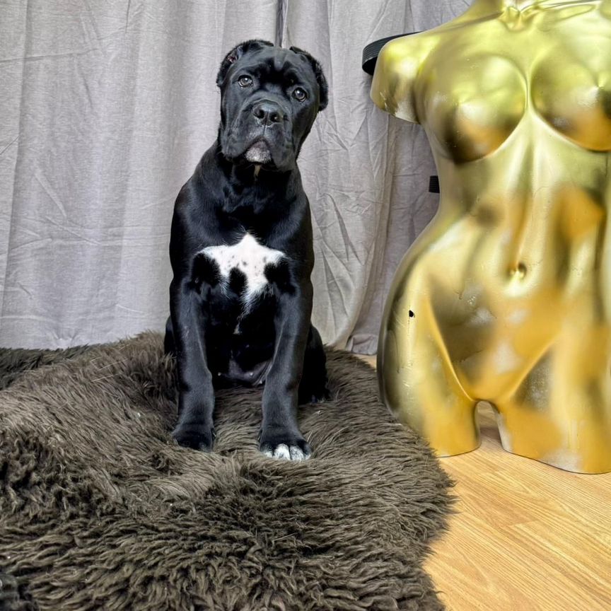 Щенки Итальянский Кане Корсо малыши