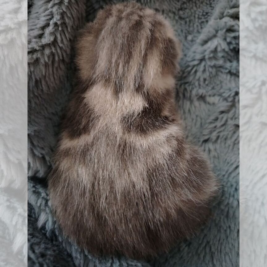 Шотландский вислоухий короткошёрстный котёнок