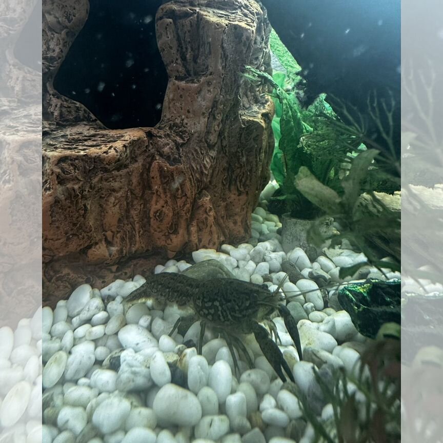 Рак мраморный аквариумный