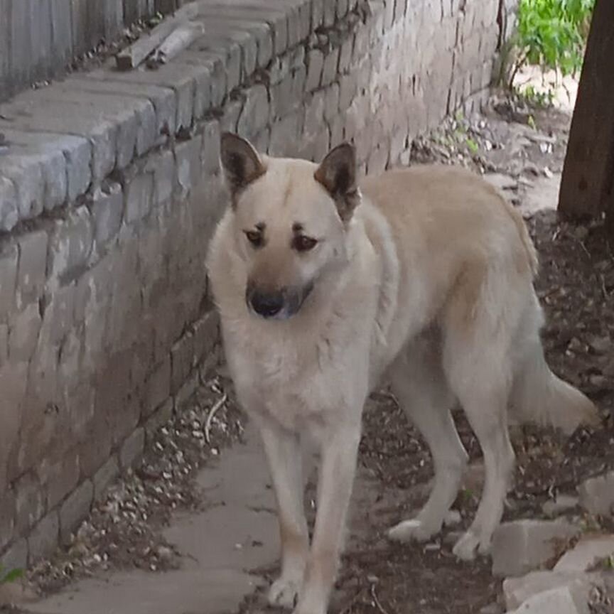 Кобель Волчок ищет новый дом