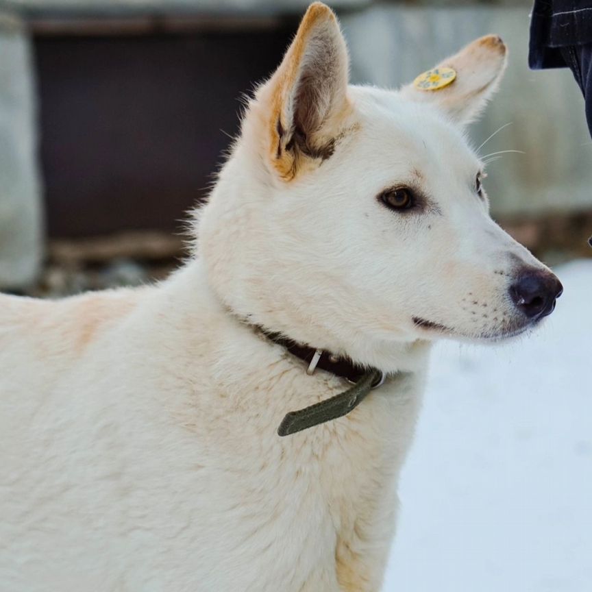 Отдам в добрые руки